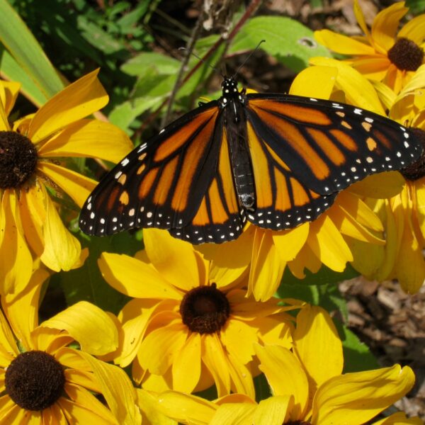 Monarch Butterfly Release: 3 Dozen Monarchs in Keepsake Box | Michigan ...