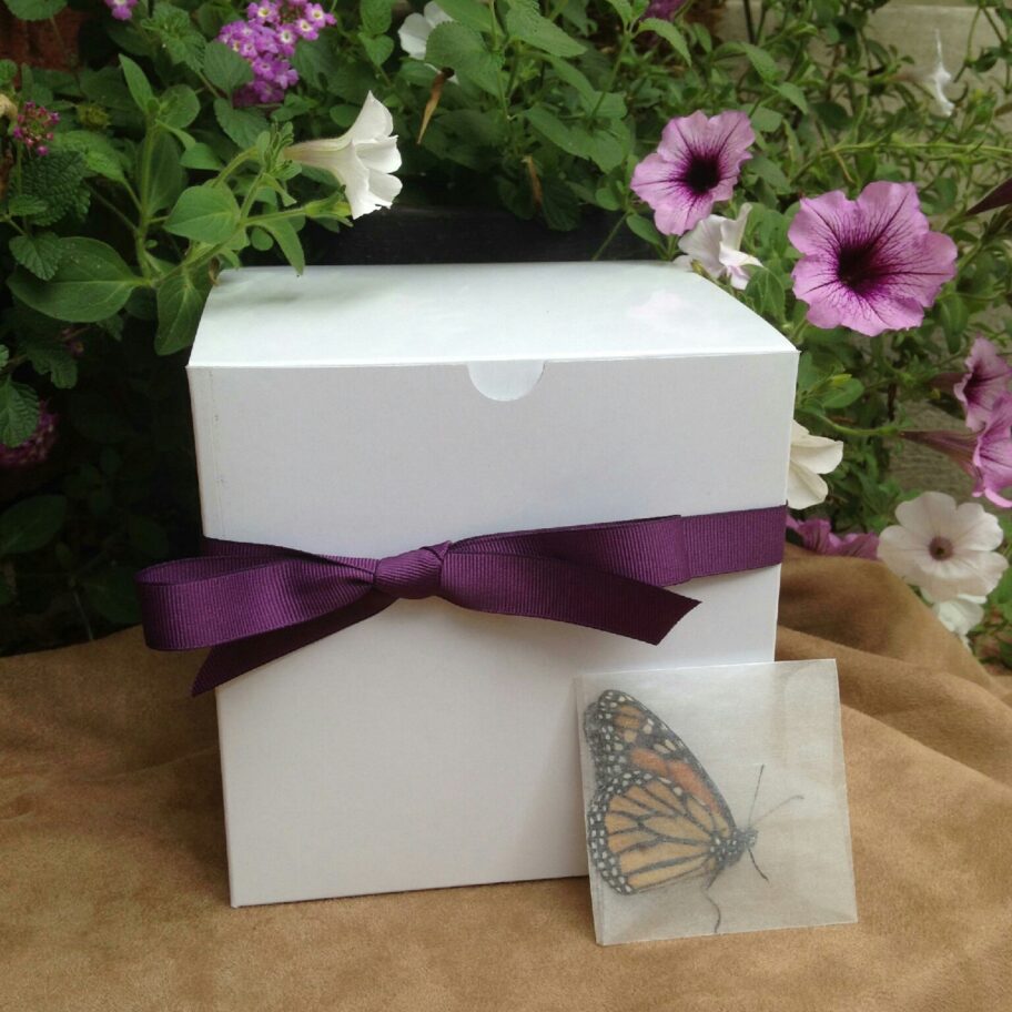 3 Dozen Painted Lady Butterflies in Envelopes - Butterfly Release