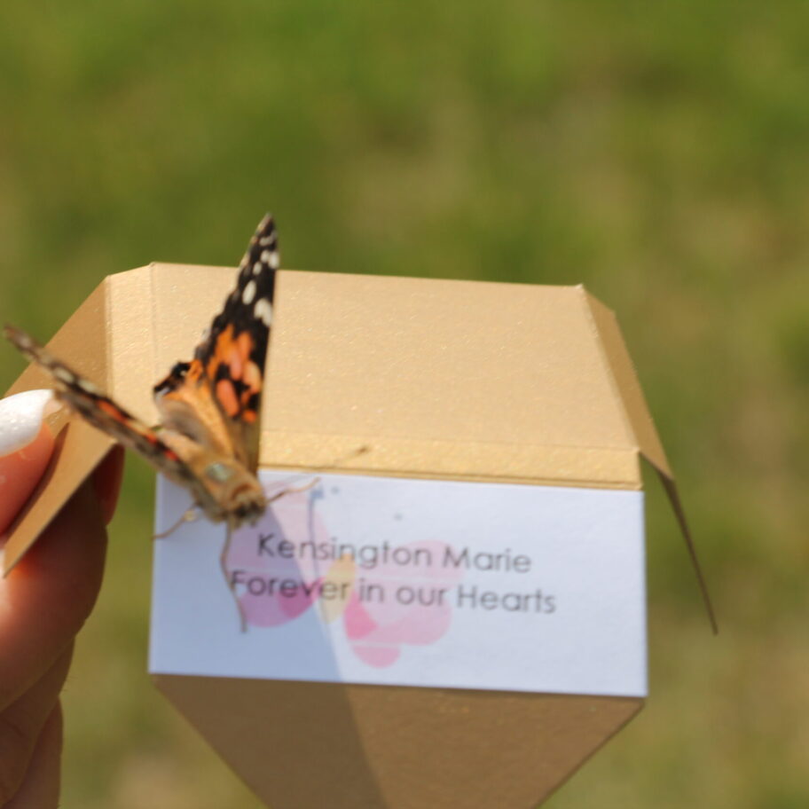 Painted Lady Butterfly Release - Butterfly Release